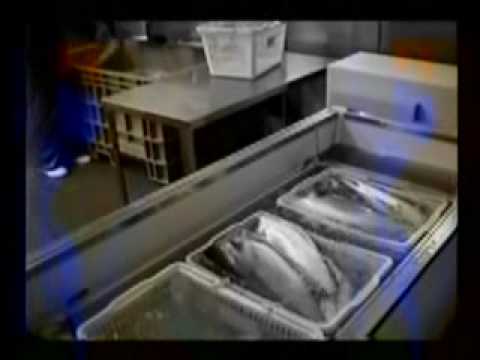 2 Yellowtail process from cleaning Filleting by PF MAX COMPANY - YouTube