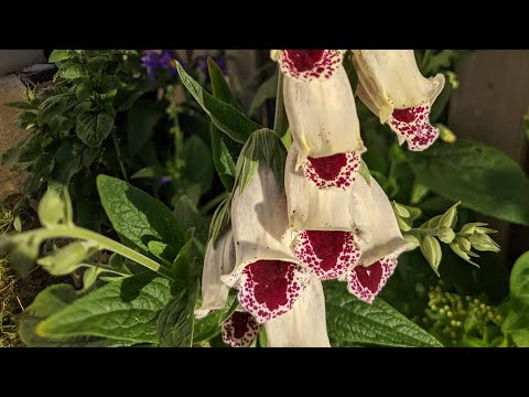 Gölgede yetişen bitkilerimden 'Yüksüt Otu' çiçek açtı 🌼💮🌸. 27 Mayıs 2022.