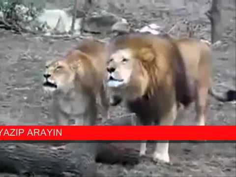 Allah diye bağıran hayvanlar