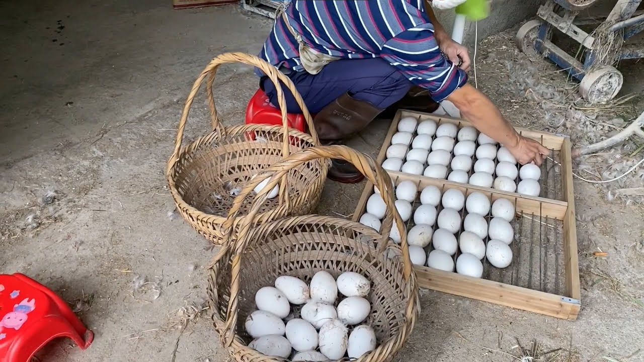 Farm Life | Harvesting goose eggs and take care of newly hatched ...