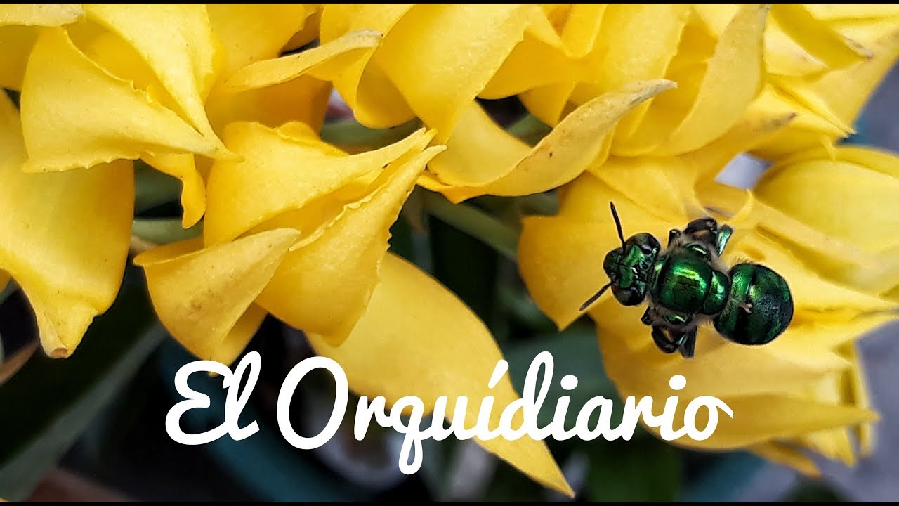 Mormodes maculata - El Orquidíario - YouTube