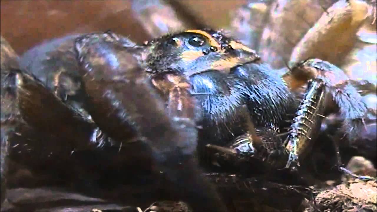 Wolf Spider Eats Cricket Closeup + Message to Subscribers - YouTube