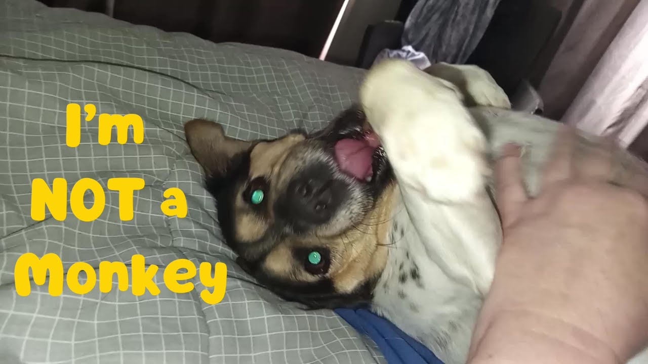 I'm a Dog NOT a Monkey - YouTube
