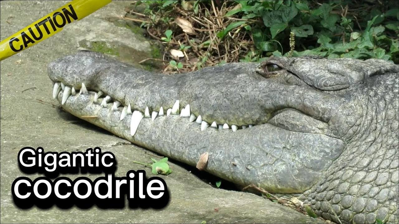 Alpha German Crocodile - YouTube