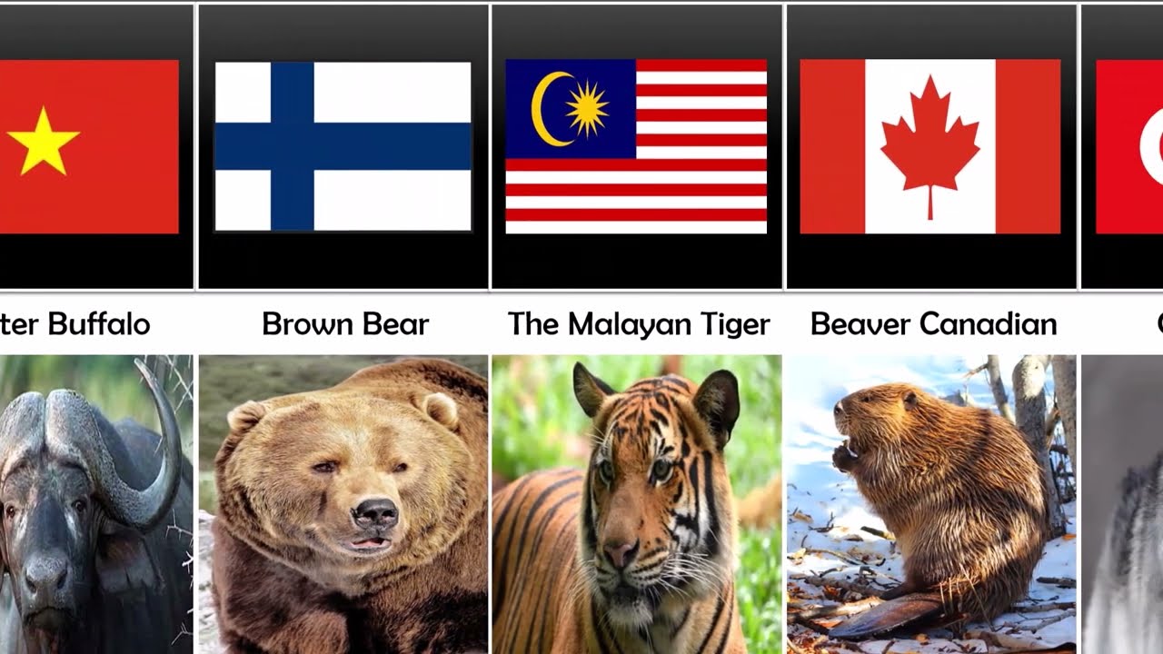 Flags and Countries name With National Animal - YouTube