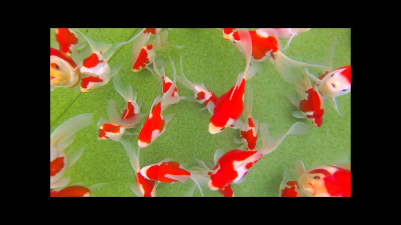 Goldfish Dream Sabao, Show Quality _ GSGB Member - YouTube
