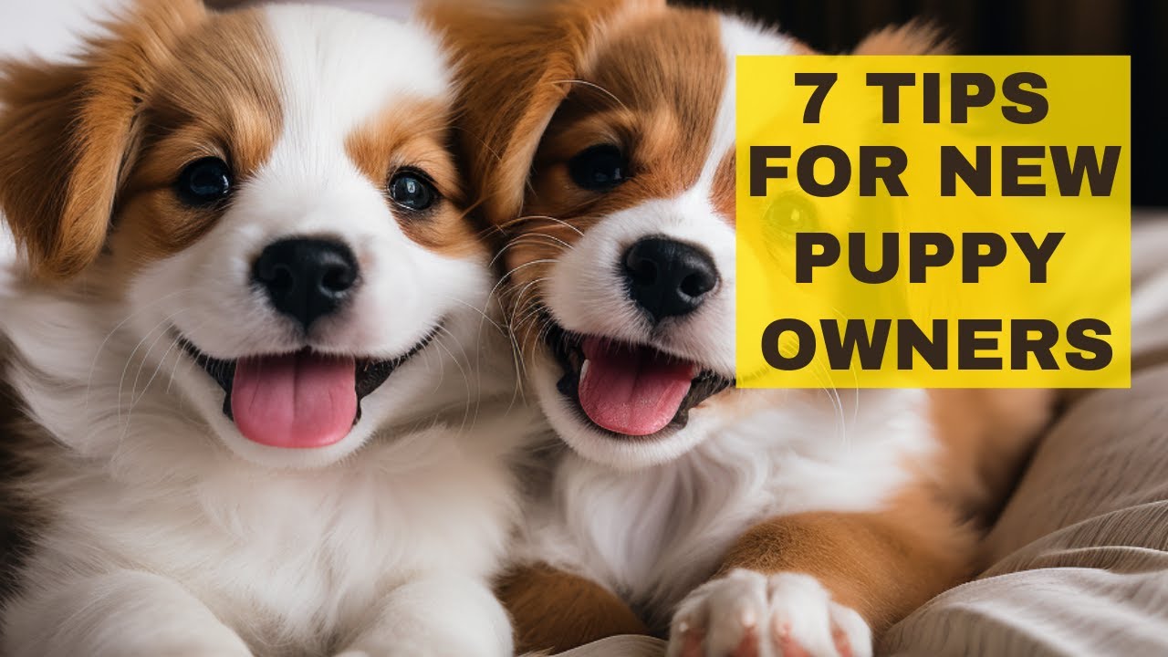 7 Things Every New Puppy Owner Needs To Know - YouTube