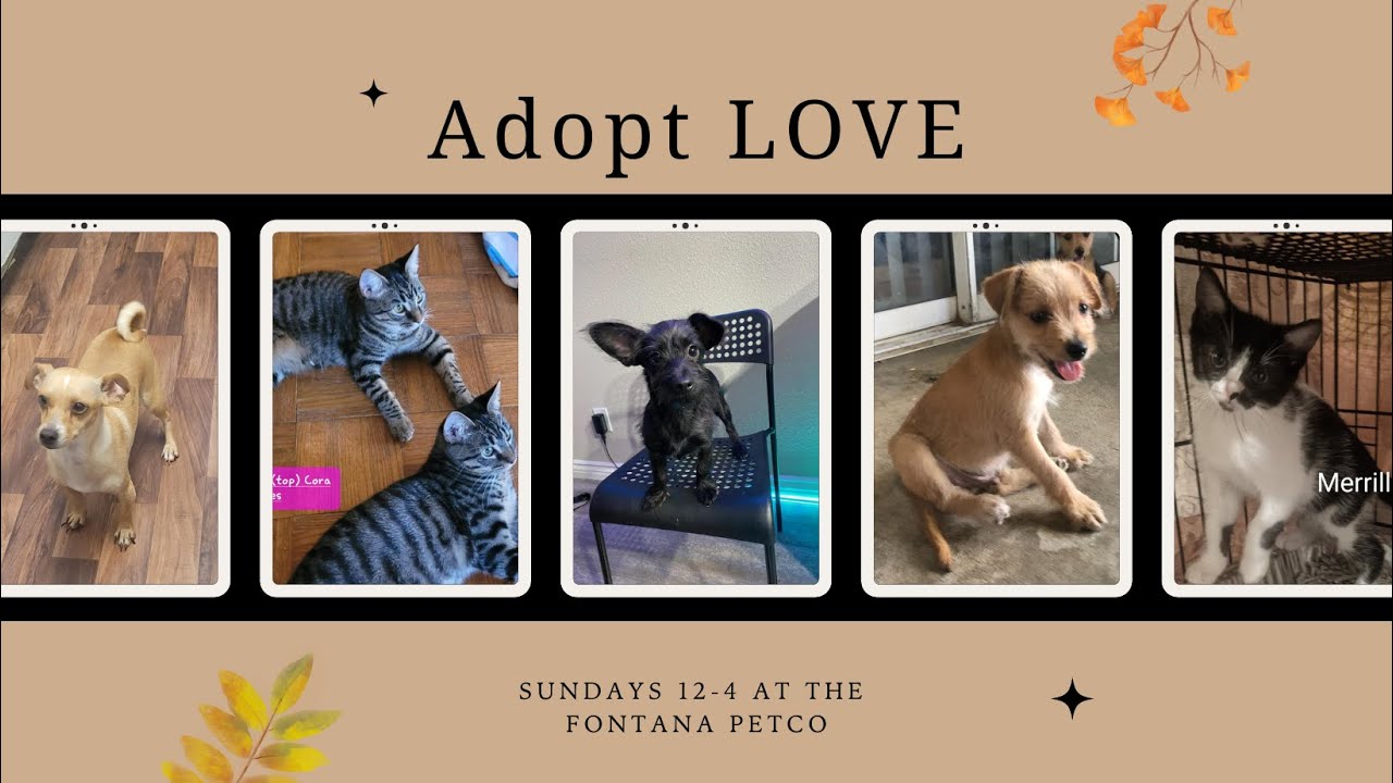 FOREVER HOMES NEEDED ADOPTION LOVE 16 - YouTube