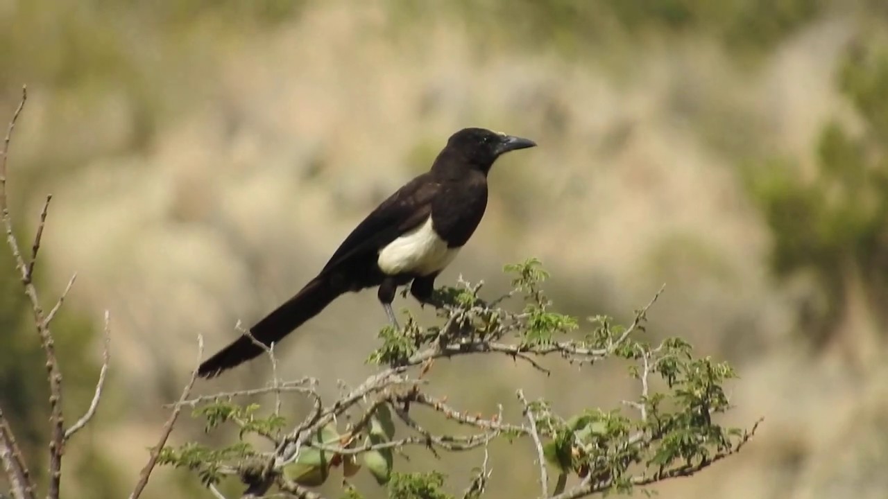 Birds of Saudi Arabia: Asir Magpie Taking Flight - YouTube