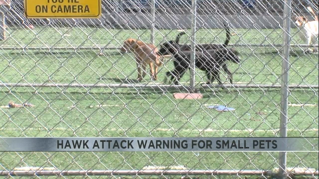 Animal experts warn of Hawks attacking small pets - YouTube