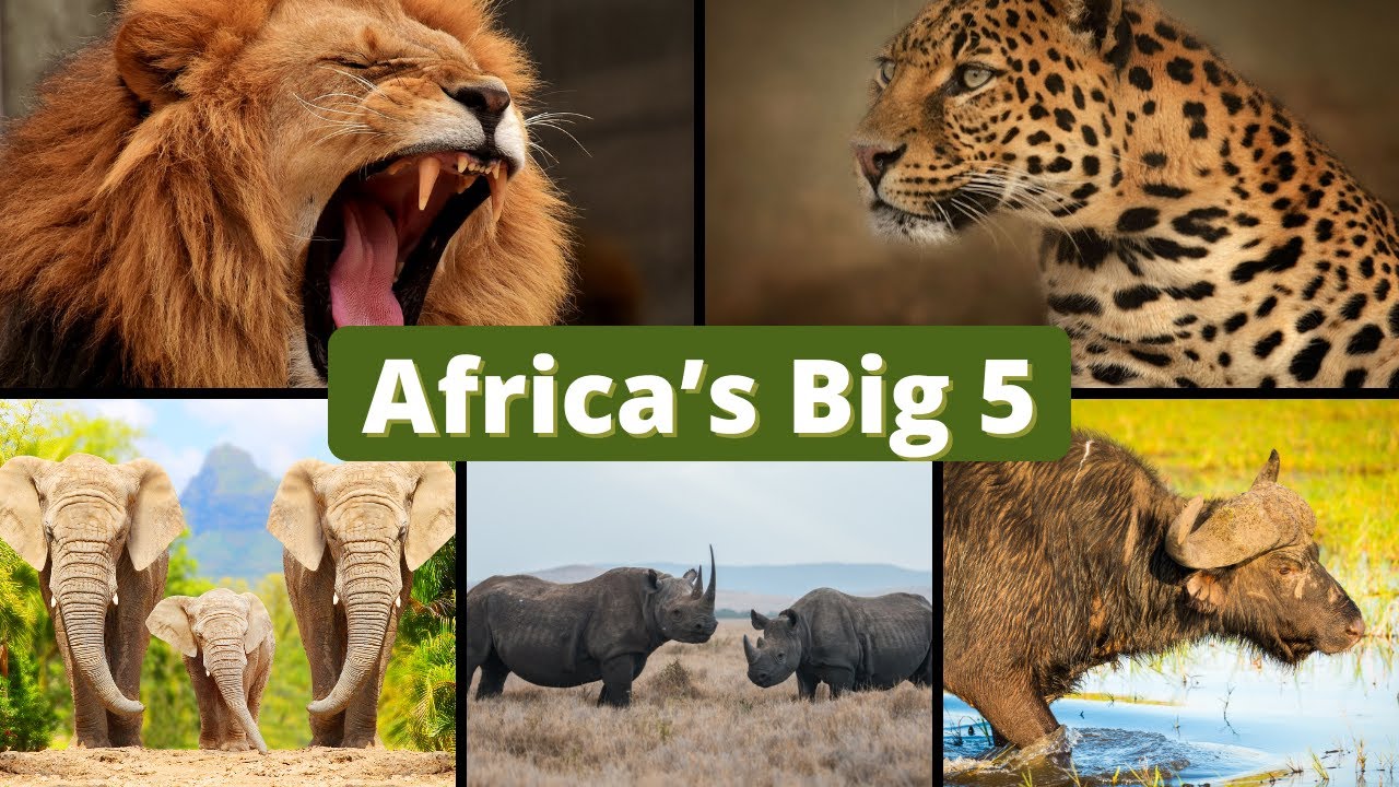 Africa's Fierce Big 5: A Journey into the Wild - YouTube