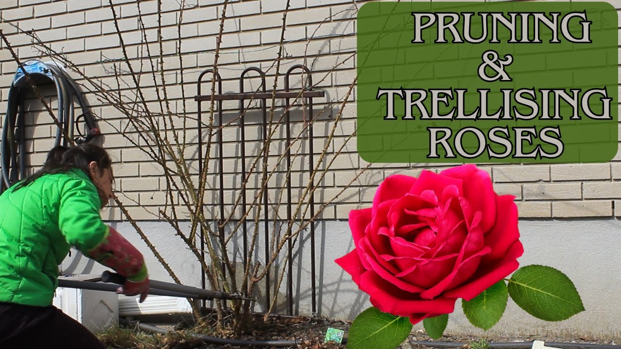 🌹🌿 Wire Trellising and Pruning Climbing Roses - YouTube
