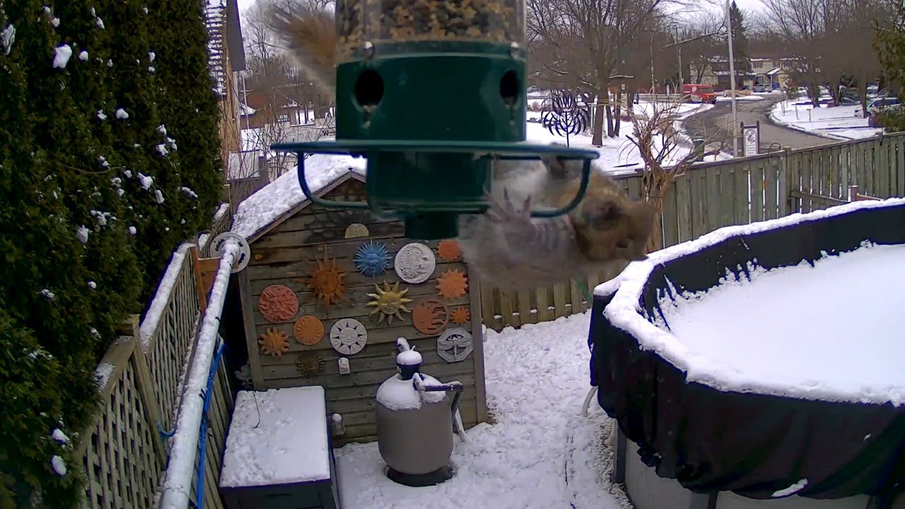 Reolink Captures: Spinning Squirrel - YouTube