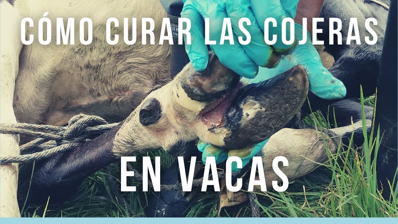 🤔Cómo CURAR la cojera en una VACA🐄 de forma fácil y segura / Ganadería ...