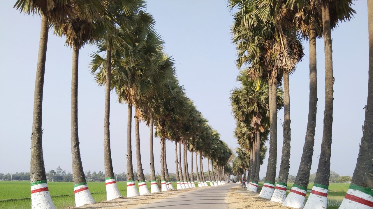 ঘুঘুডাঙ্গা Tal bagan নিয়ামতপুর, নওগাঁ - YouTube