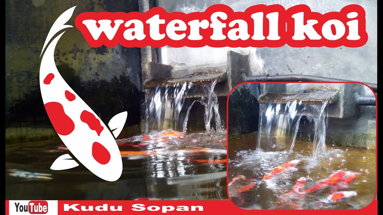 membuat waterfall kolam koi (air terjun) - how to make waterfall pond ...
