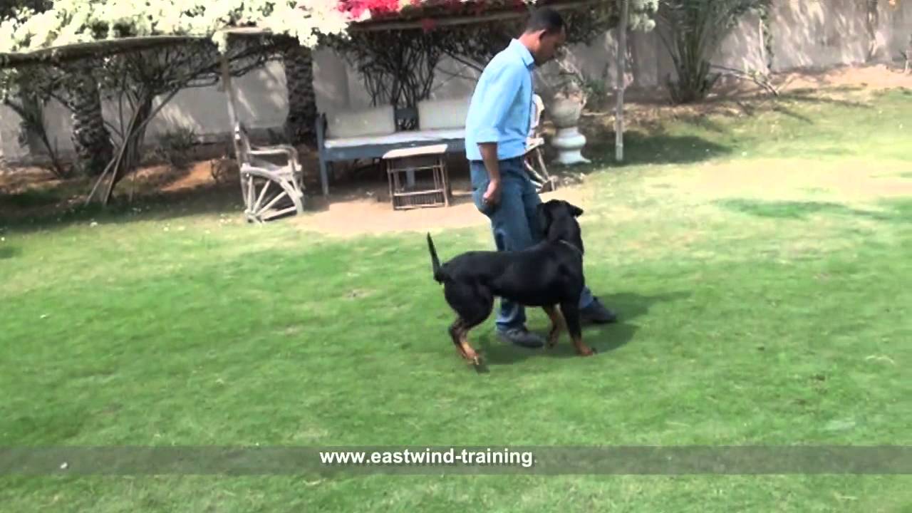 Dog Name / Lexi Course ( Fun Commands & Agility ) Eastwind Training ...