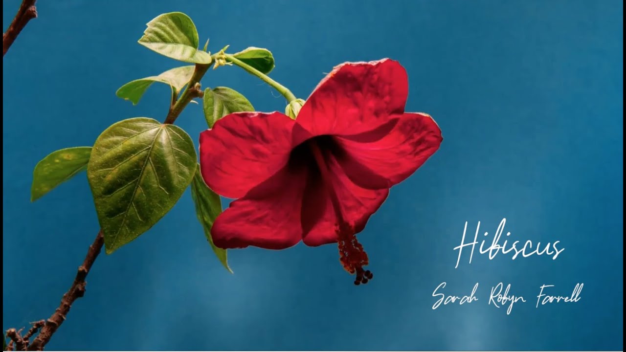 Sarah Robyn Farrell - Hibiscus - YouTube