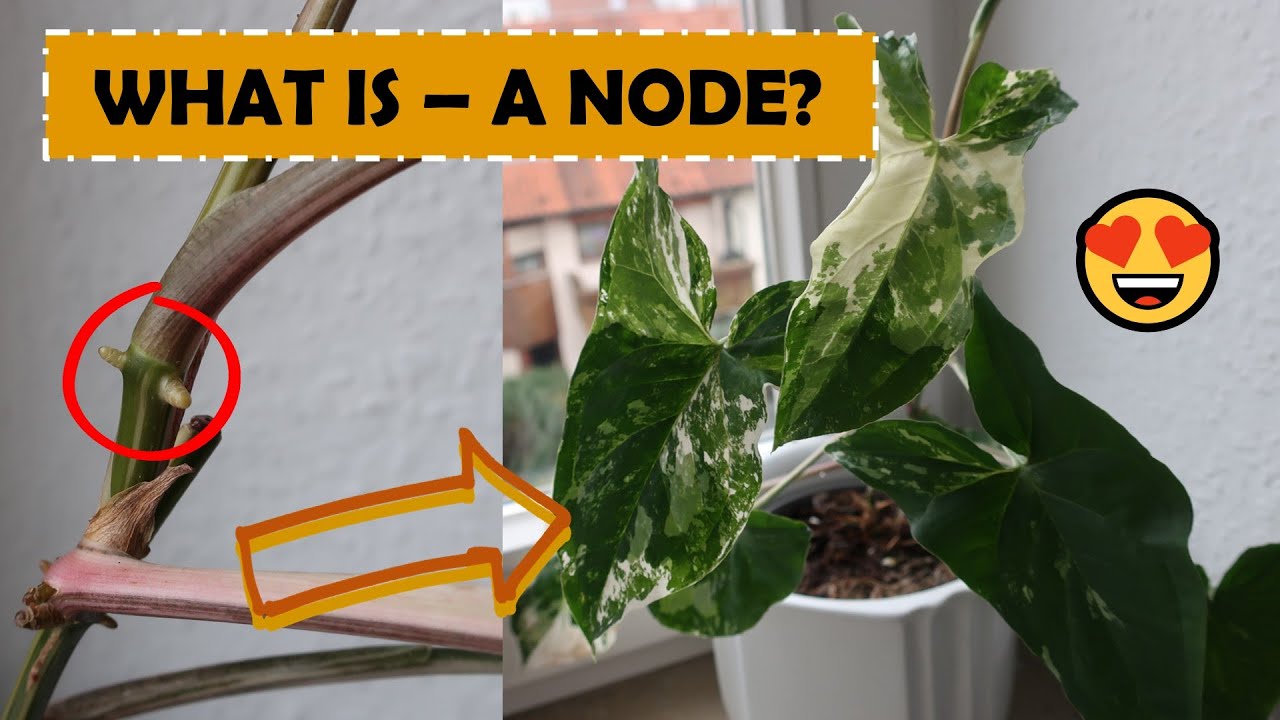 What is a NODE? 🌿 Node Propagation | Plantkins - YouTube