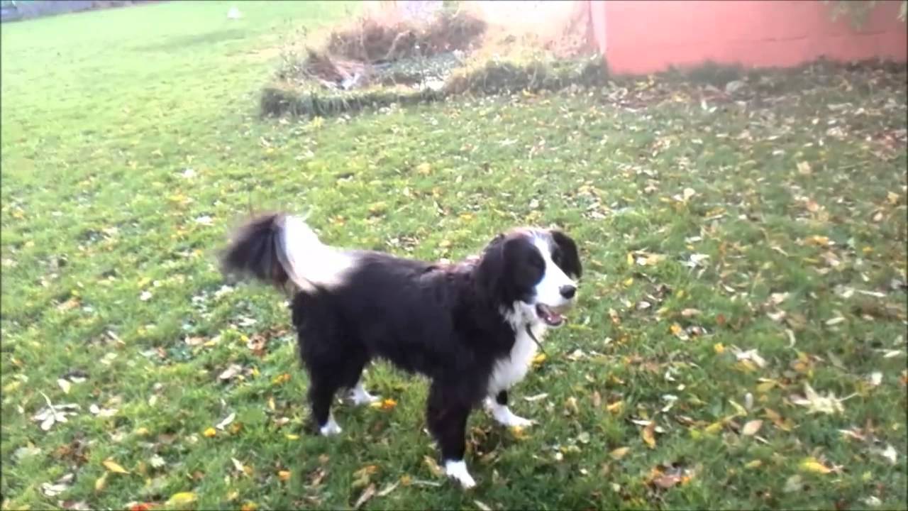 Bobby The Dog YouTube bobby-the-dog-youtube