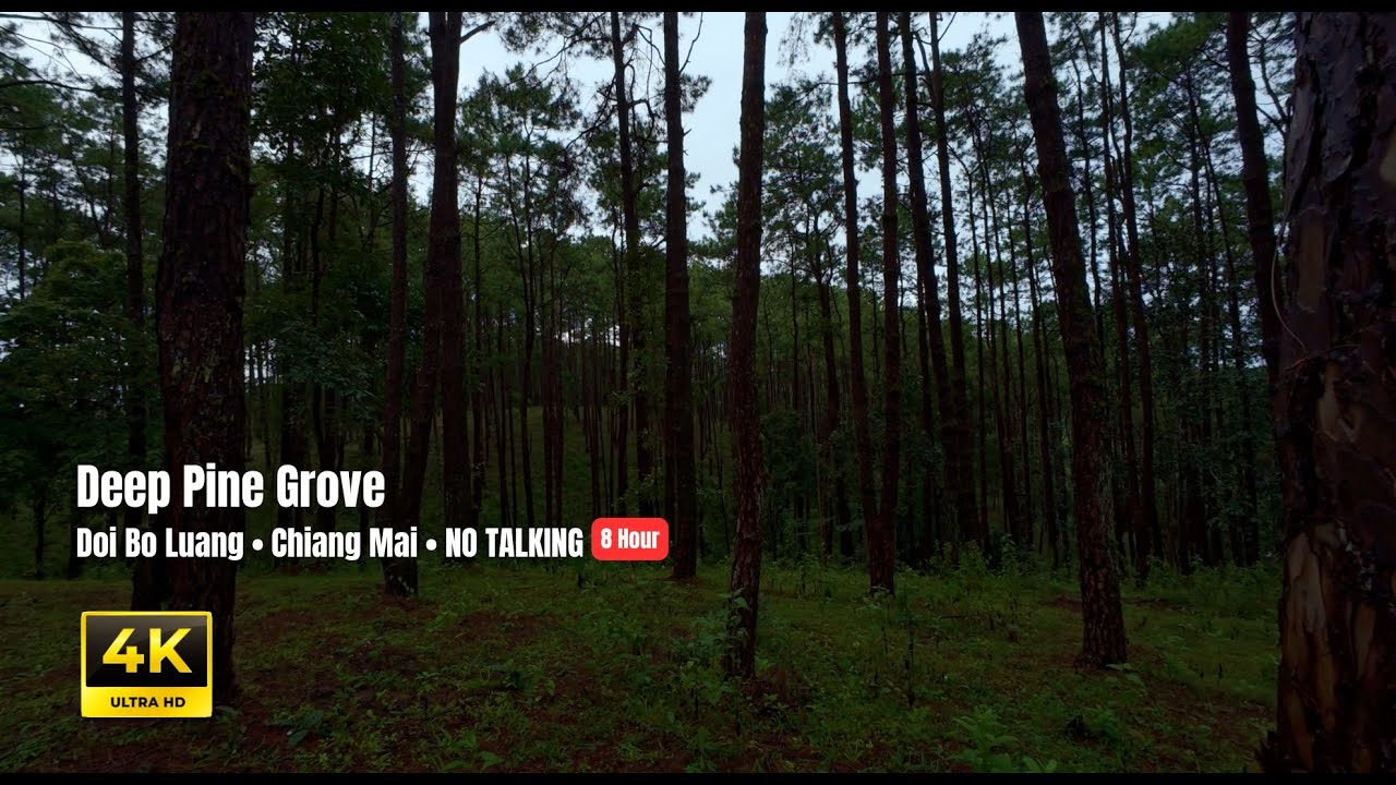 Deep Pine Grove of Doi Bo Luang – Wind, Birds & Crickets for Focus (No ...