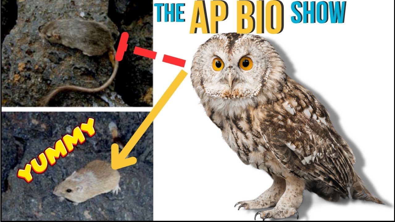 Survival of the Fittest | Natural Selection in the Rock Pocket Mouse ...