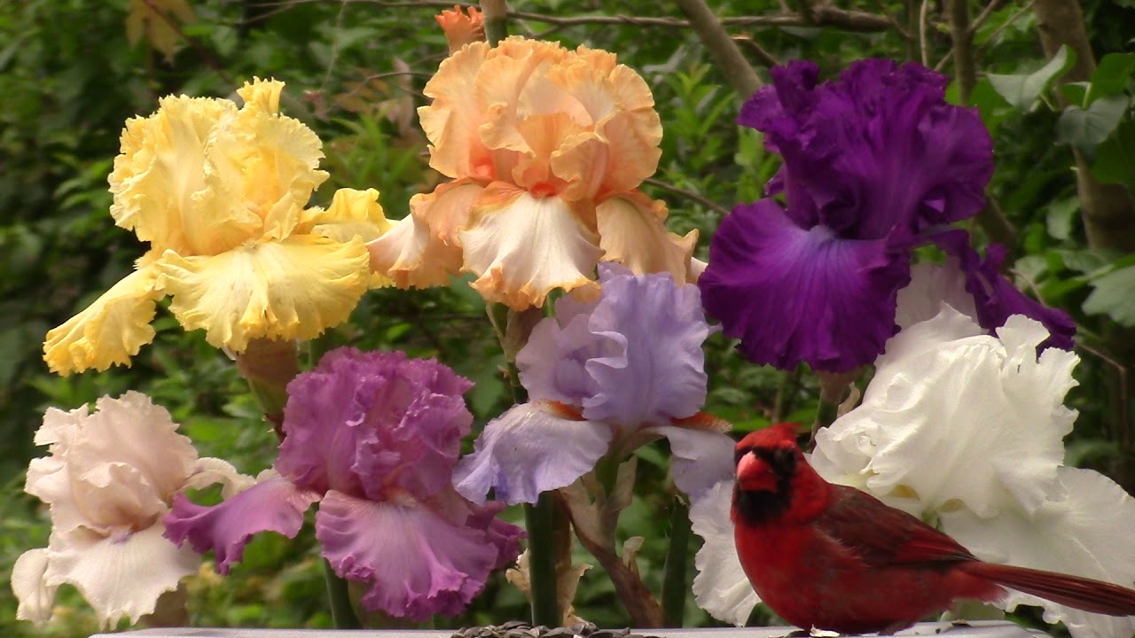 Red cardinal and tufted titmouse with multi colored irises June 2, 2020 ...