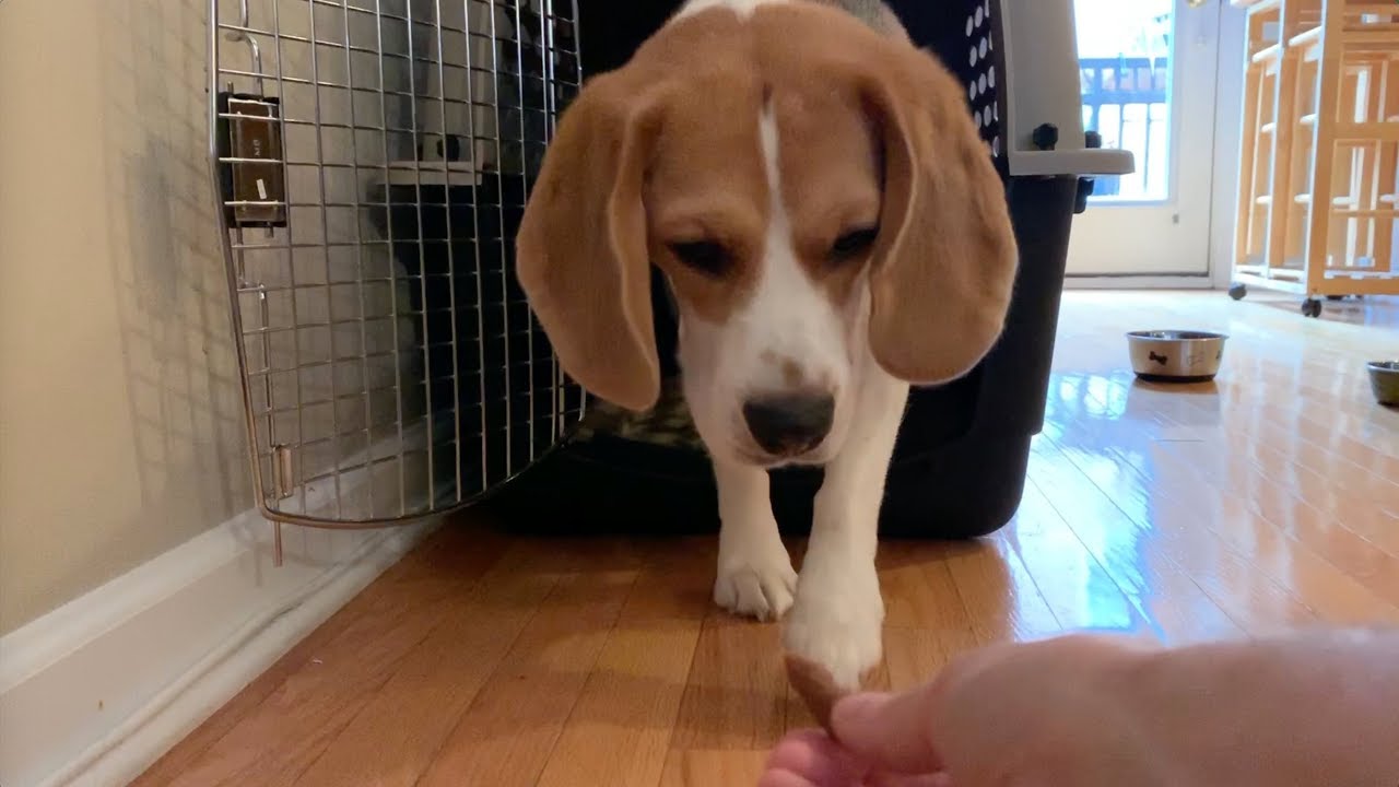 Sleepy beagle has Monday morning blues - YouTube