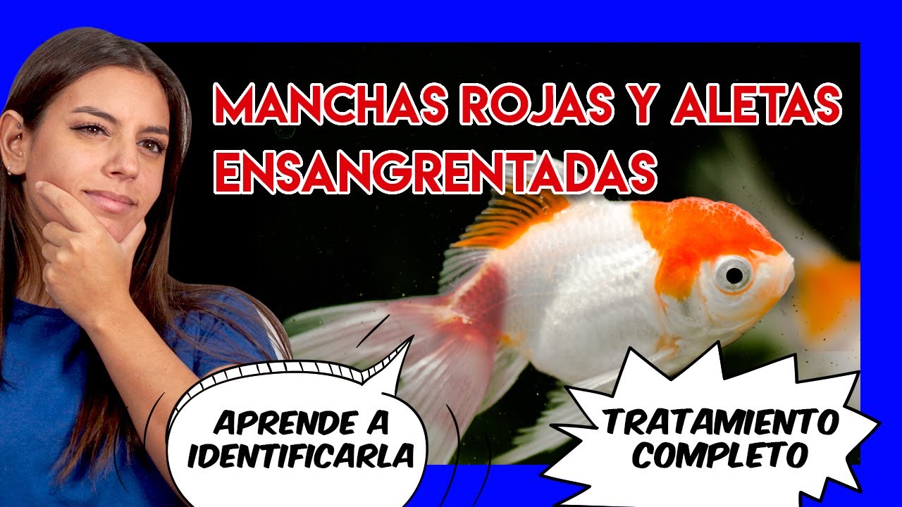 Aletas ensangrentadas y manchas rojas en peces - CÓMO CURARLAS - YouTube