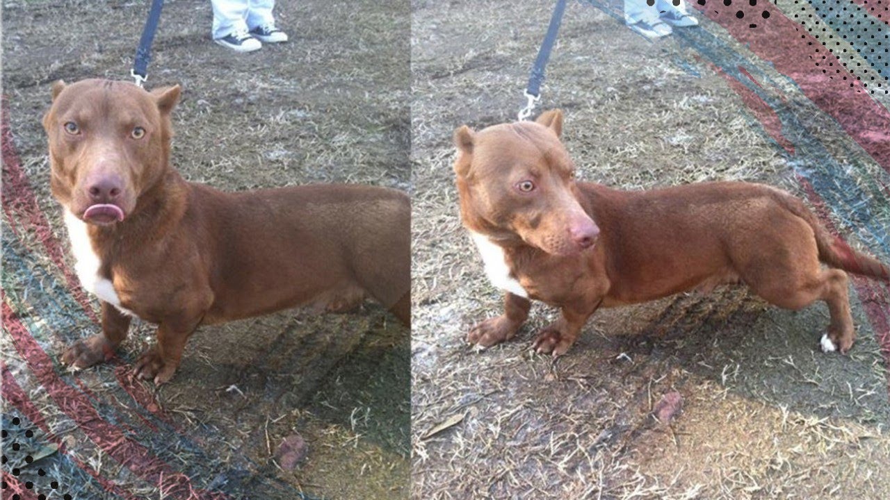 Pit Bull Has Puppies With A Dachshund And It’s The Weirdest Crossbreed ...