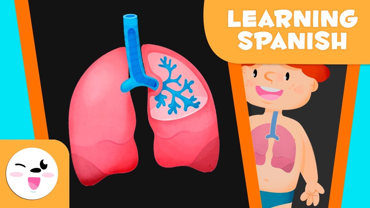 Travel through the Respiratory System (Spanish Version) - Fun Science ...
