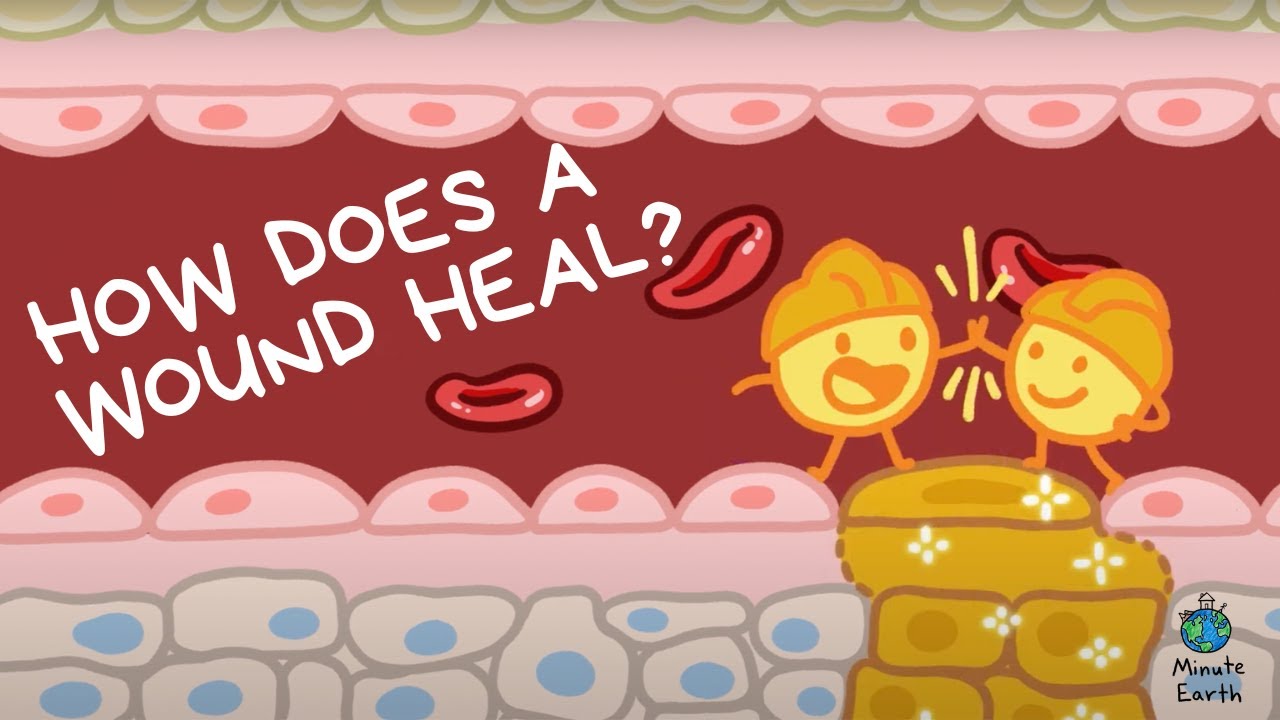 How does a wound heal? - YouTube