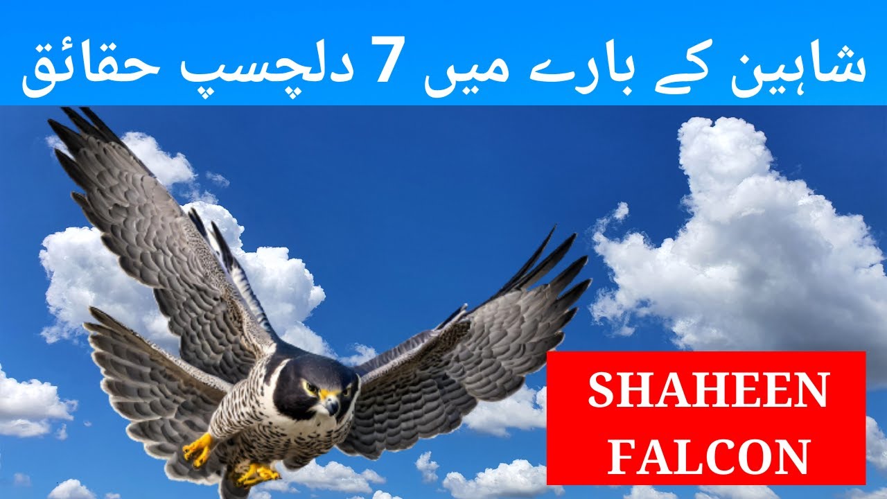 shaheen Falcon amazing facts | shaheen |شاہین پرندوں کا بادشاہ|shaheen ...