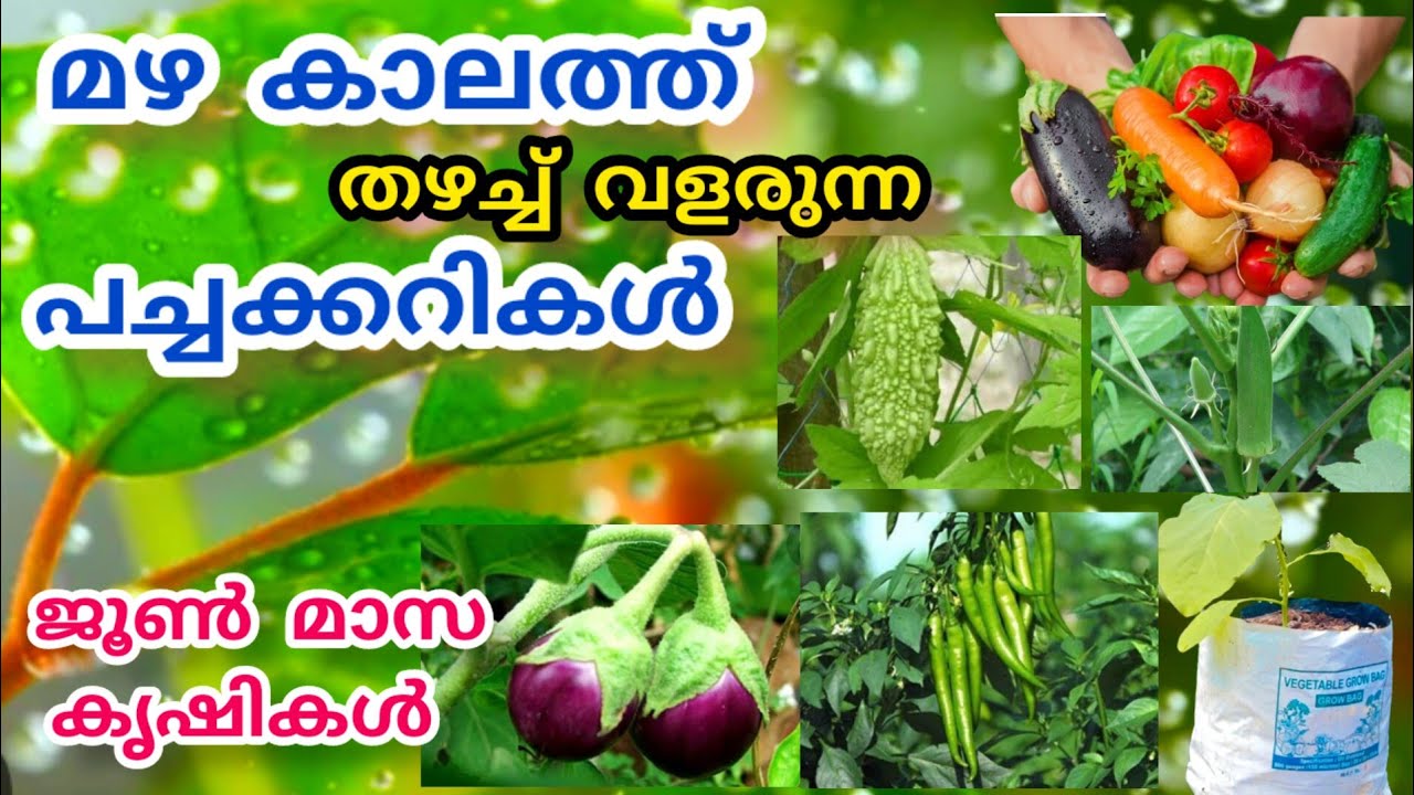 മഴകാലത്ത് തഴച്ച് വളരുന്ന പച്ചക്കറികൾ |how to cultivate rainy season ...