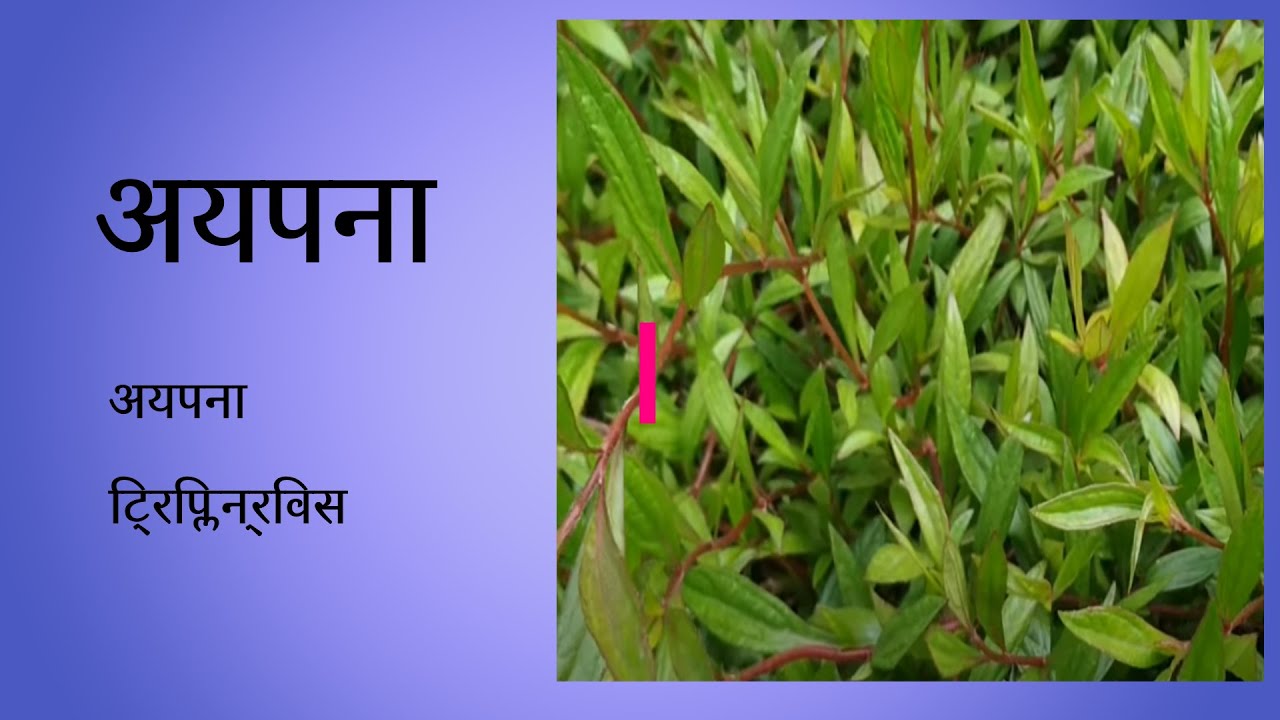 ayapana medicine hindi /ayapana plant hindi - YouTube