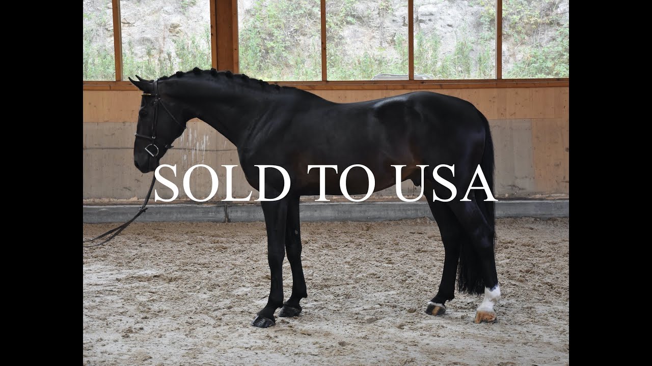 SOLD TO USA *** *2016 stallion, Kannan - Berlin - YouTube