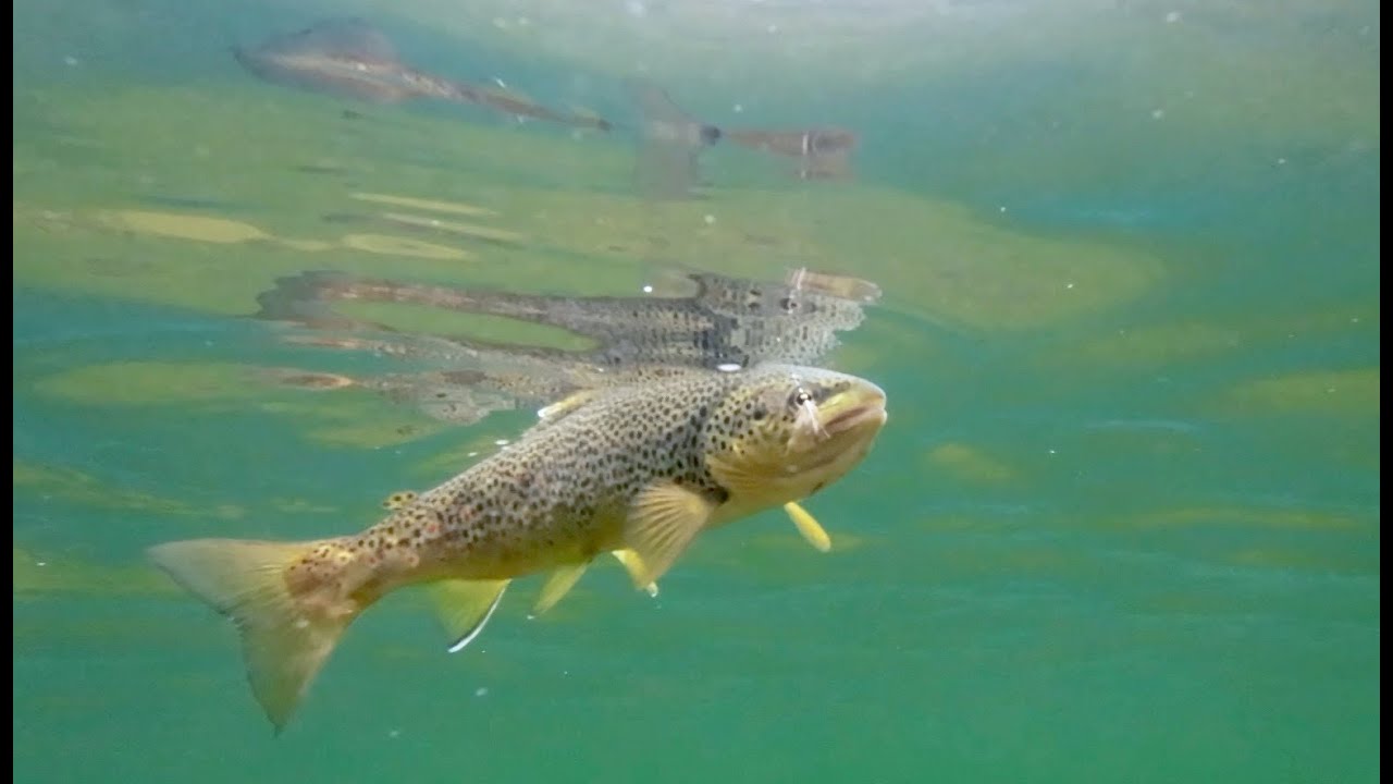 fjellørret- flue, sluk eller spinner - YouTube