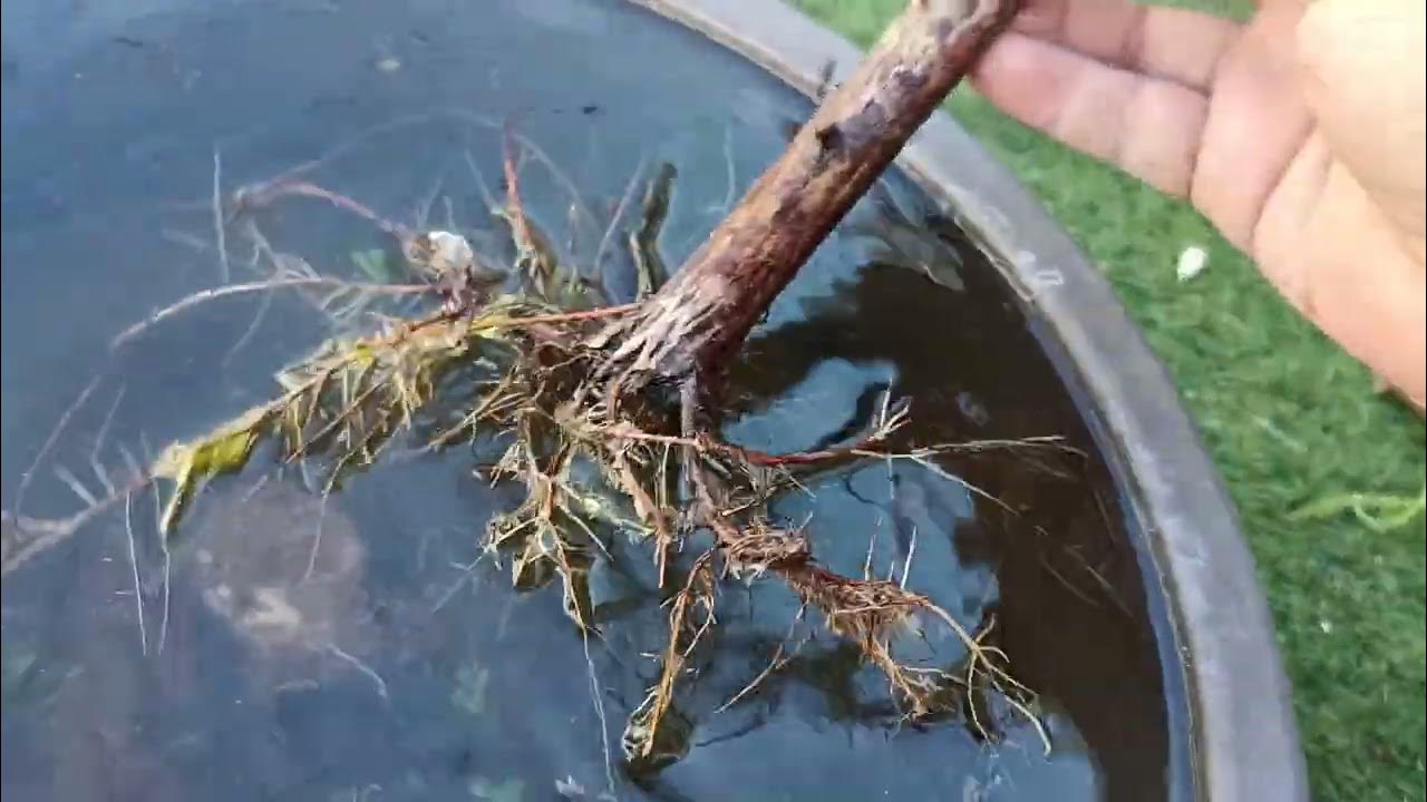 Winter Pruning my Taxodium Pre-Bonsai- Bonsai from Scratch - YouTube