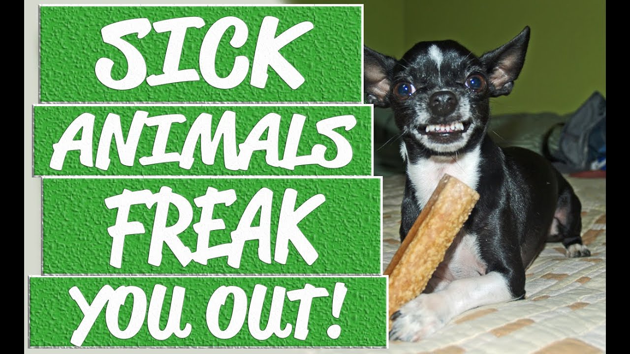 Try not to laugh about this funny animal compilation || Monkey fails ...