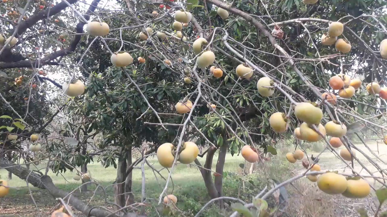 persimmon garden. at chargulli mardan kpk.pakistan - YouTube