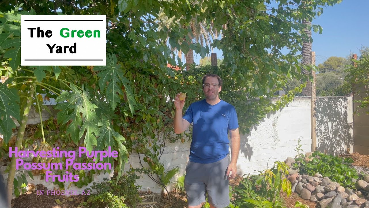 Harvest and Taste Test of Purple Possum Passion Fruits in Phoenix, AZ ...