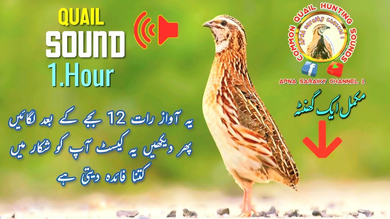 Sound of Quail 1 hour | beautiful Batair ki Awaz | Bater Awaz rat - YouTube