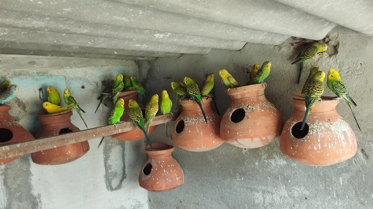 My Budgies Colony Setup | Part 3 | @trishaslovebirds - YouTube