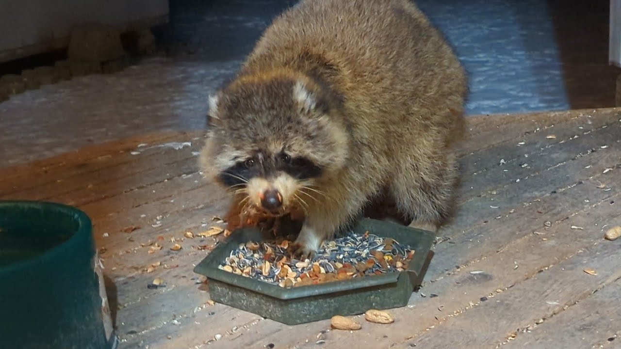 Wild Raccoon Drops By For Lunch 😀 - YouTube
