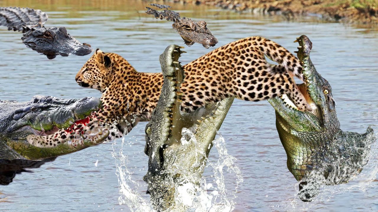 Bitten While Drinking Water, Leopard Returns To Take Revenge On The ...