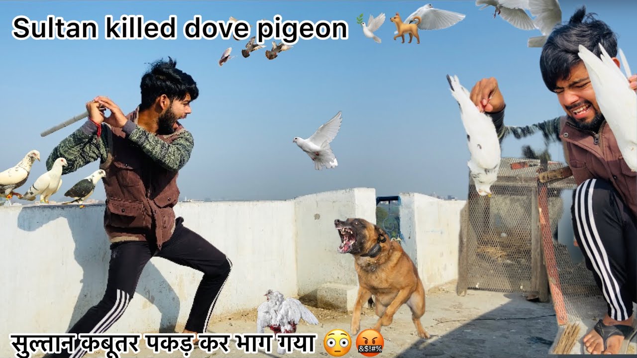 कुत्ता कबूतर पकड़ कर ले गया 🥺 !! Dog catched pigeon & run 🐕 !! कैसे बचा कर लाऊंगा - YouTube