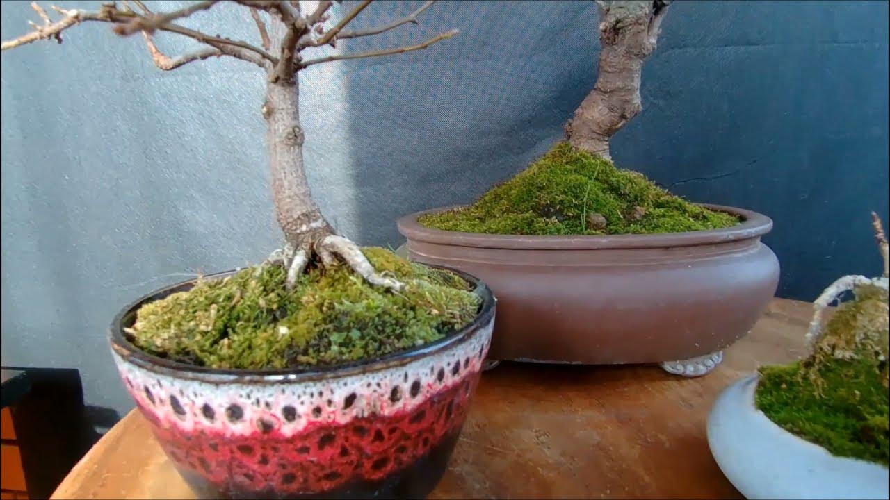 Бонсай Мох в бонсайнице для чего 2021 год осень Moss in bonsai why 2021 ...