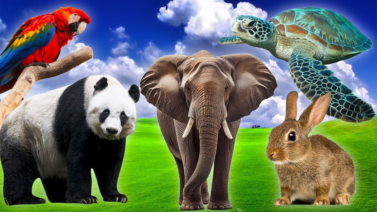 All animal sounds in the world - YouTube