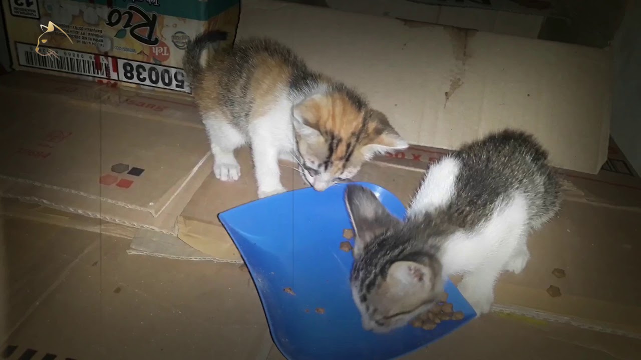 kucing di buang di dekat jalan ramai,,, #sedih - YouTube