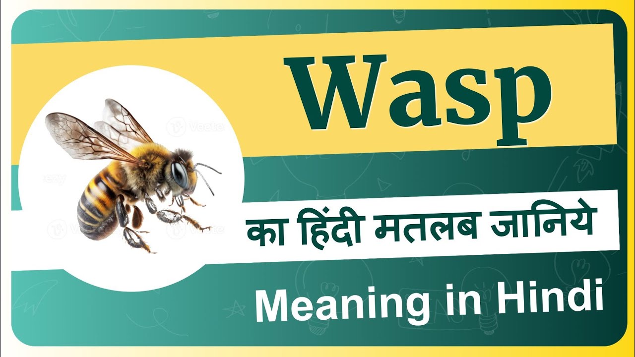 Wasp meaning in Hindi | Wasp ka matlab kya hota hai | Wasp means and ...